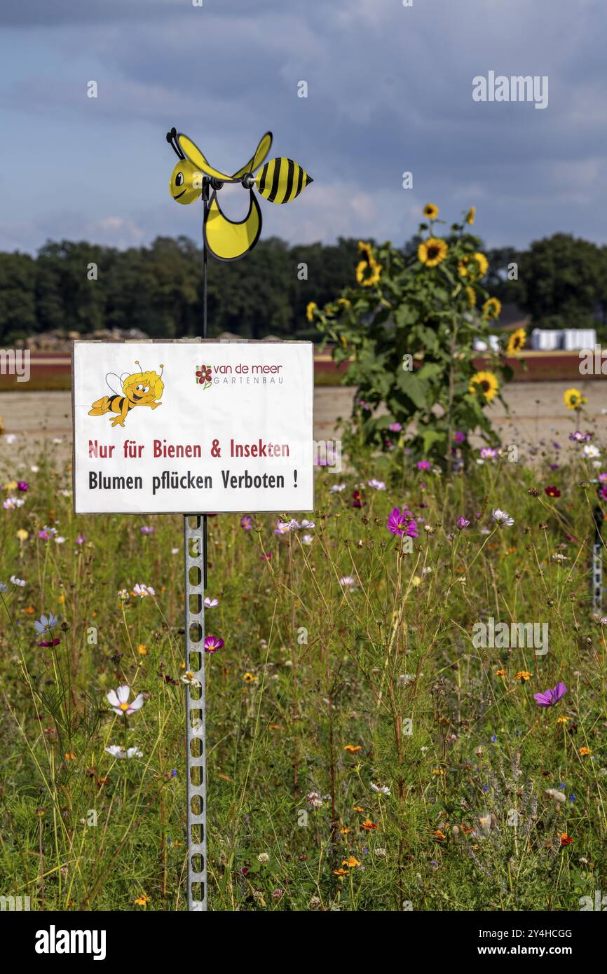 Flowering strips on an open-air area of a horticultural farm, autumn ...