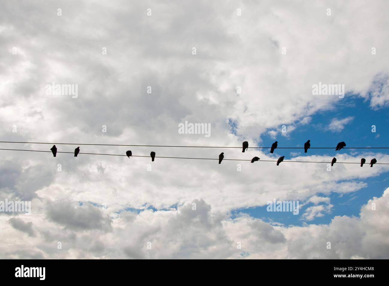 Turkey, Istanbul, Taksim square, Birds Stock Photo - Alamy