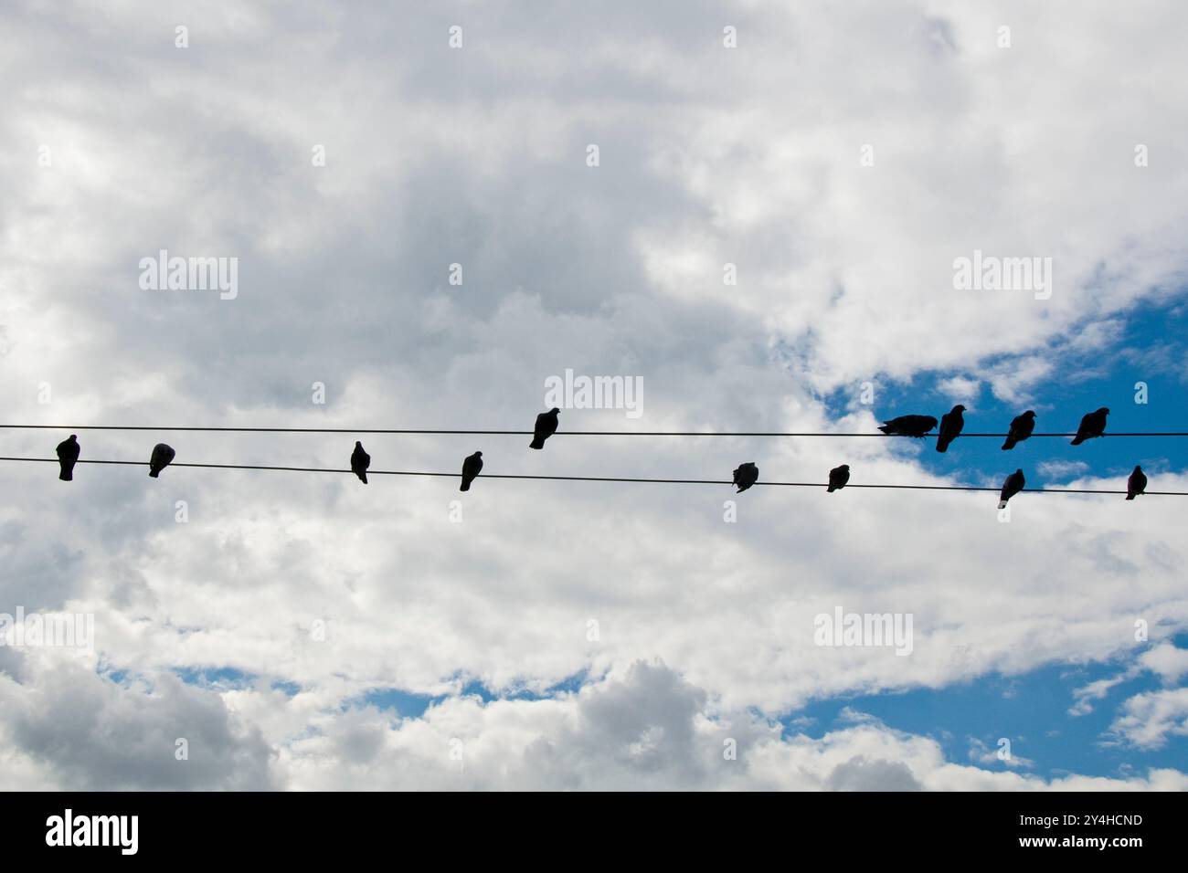 Turkey, Istanbul, Taksim square, Birds Stock Photo - Alamy