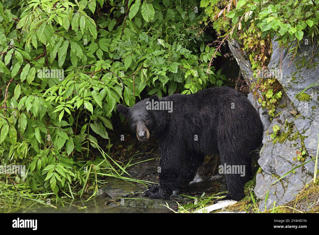 American Black Bear (Ursus americanus) at the edge of the forest ...