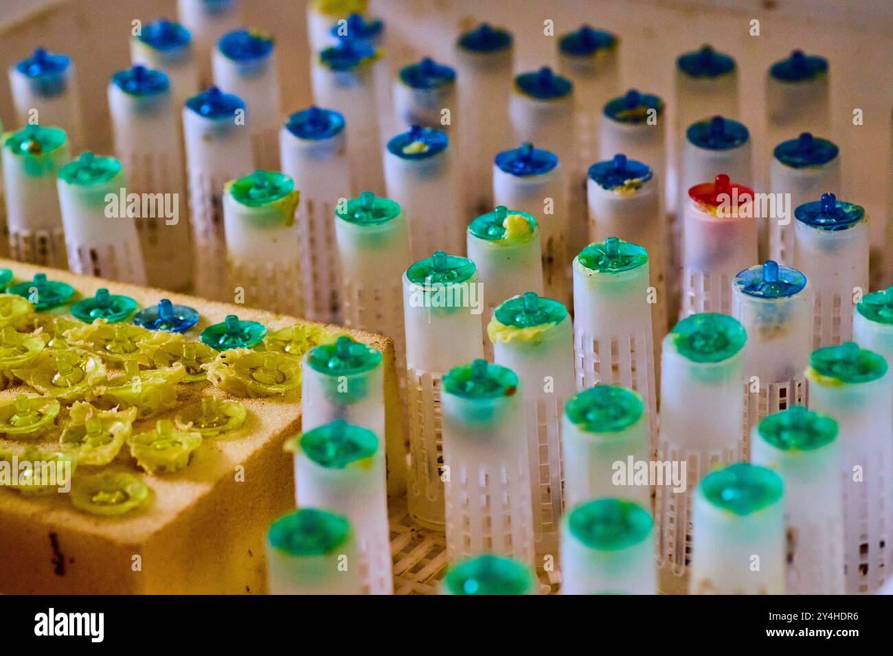 Queen cups hi-res stock photography and images - Alamy