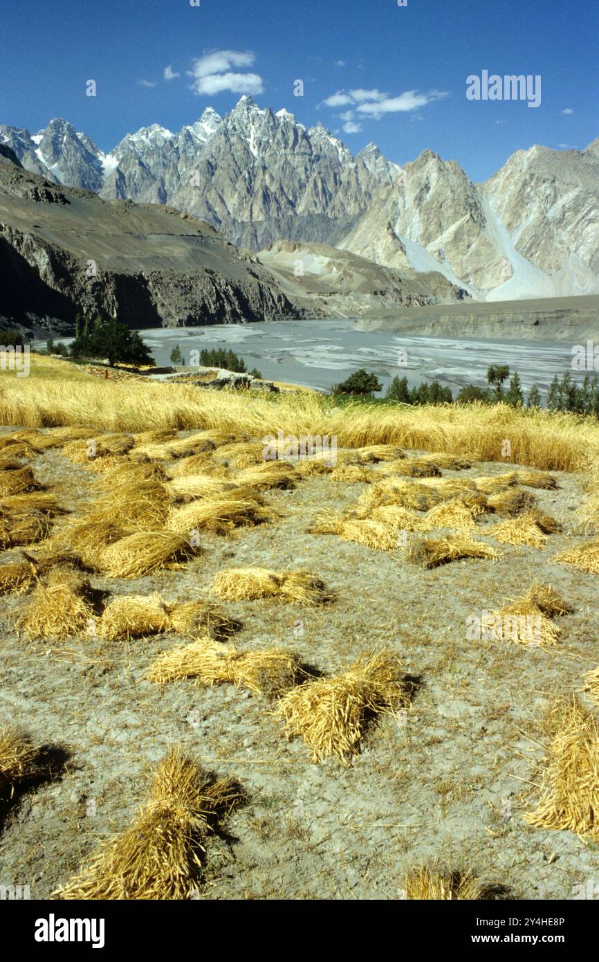 Asia. Pakistan. Wheat Cultivation Near Gulmit Stock Photo - Alamy