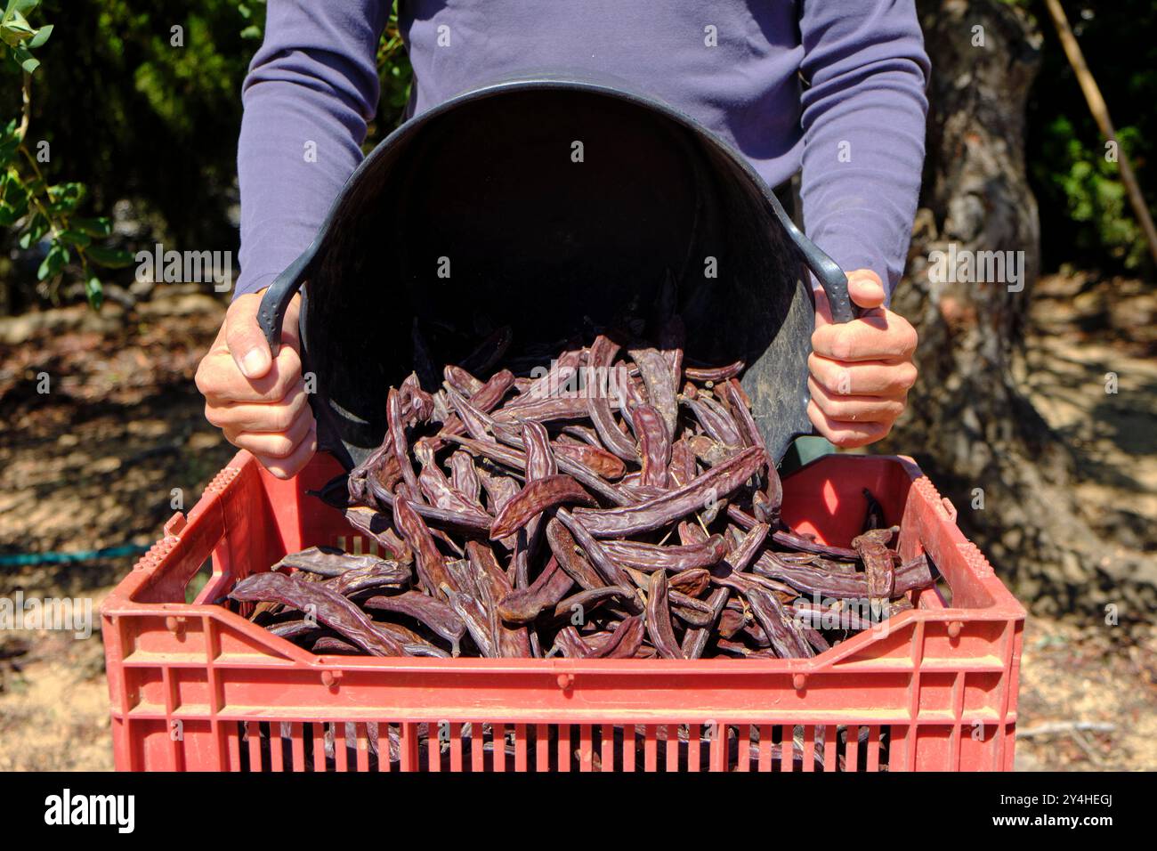 a farmer man fills a red plastic crate with carob pods from a plastic ...