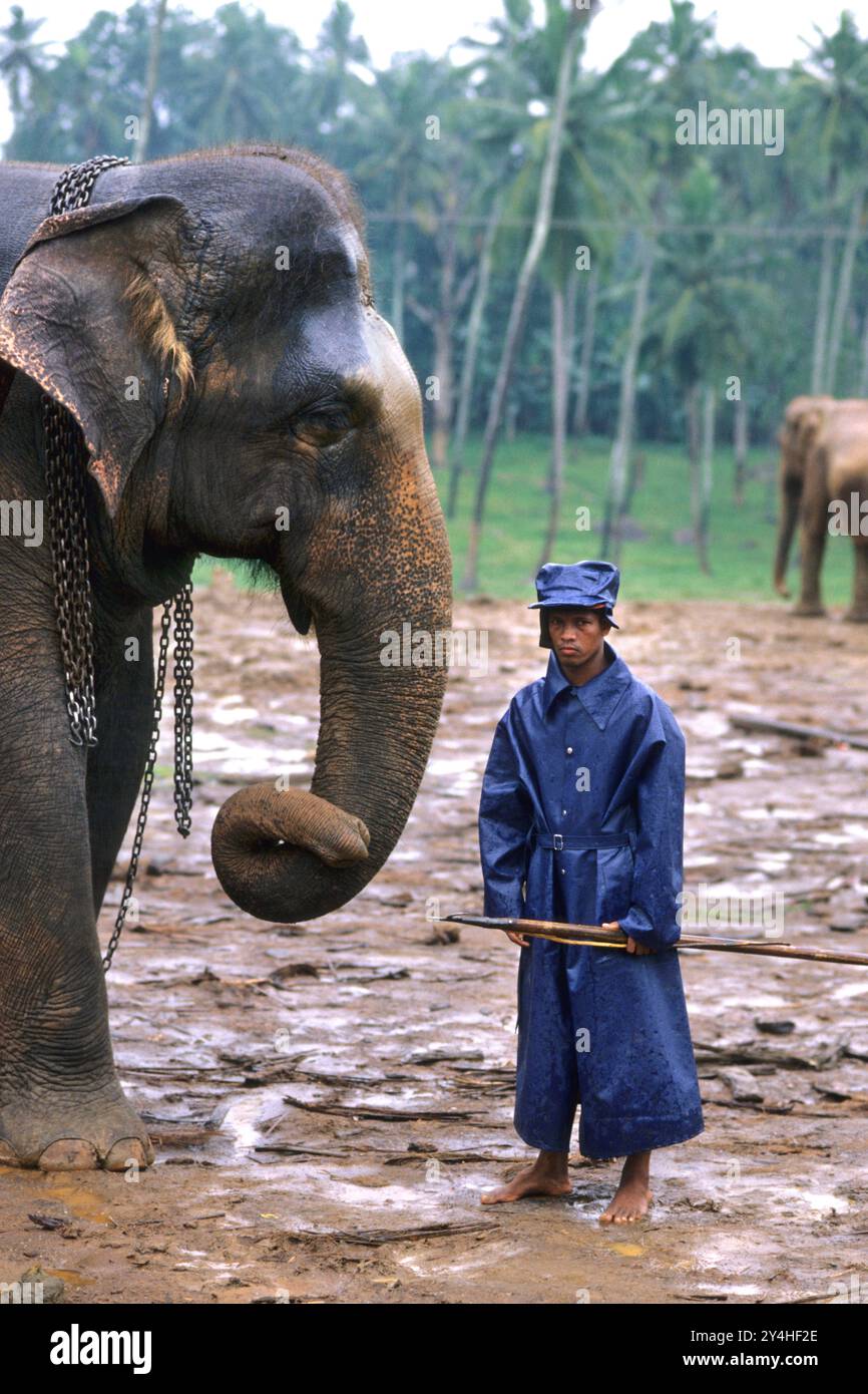 Asia. Sri Lanka. Elephant Trainer (pinnawela Stock Photo - Alamy