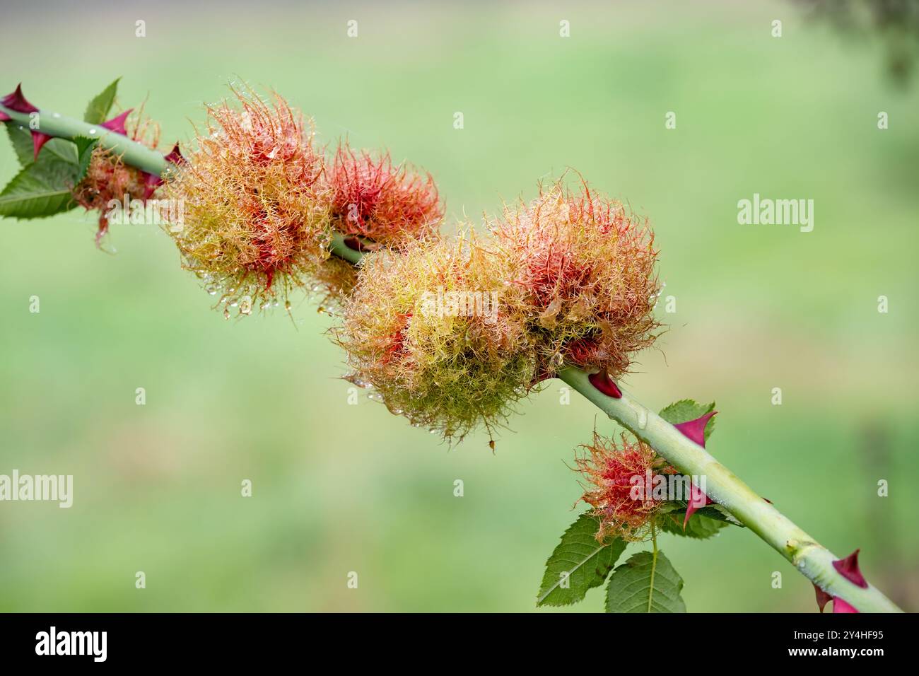 Yorkshire, UK. Robin's pin cushion or rose bedeguar gall Diplolepis ...