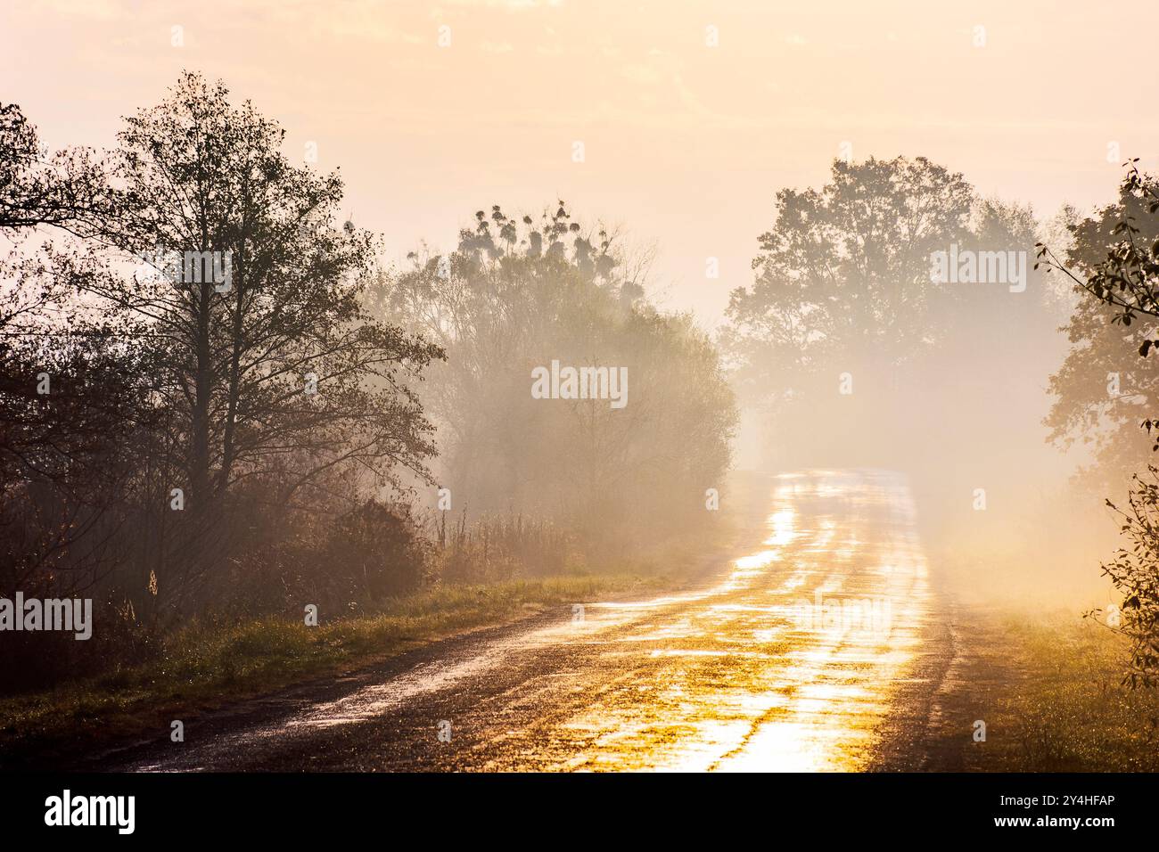old asphalt road through the fog. forest in fall foliage in morning ...