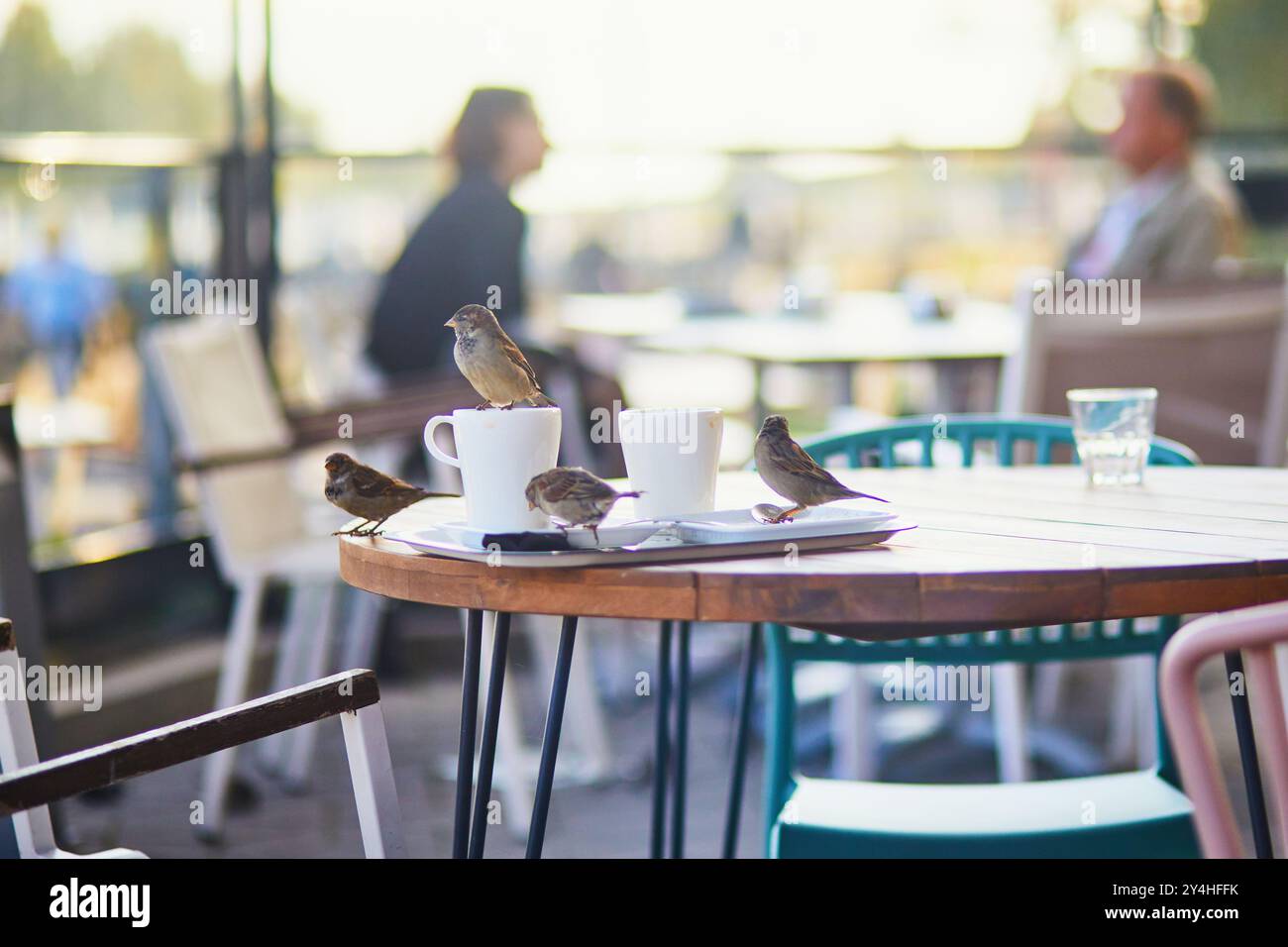 Sparrow birds eating leftovers from the plates of an outdoor cafe Stock ...