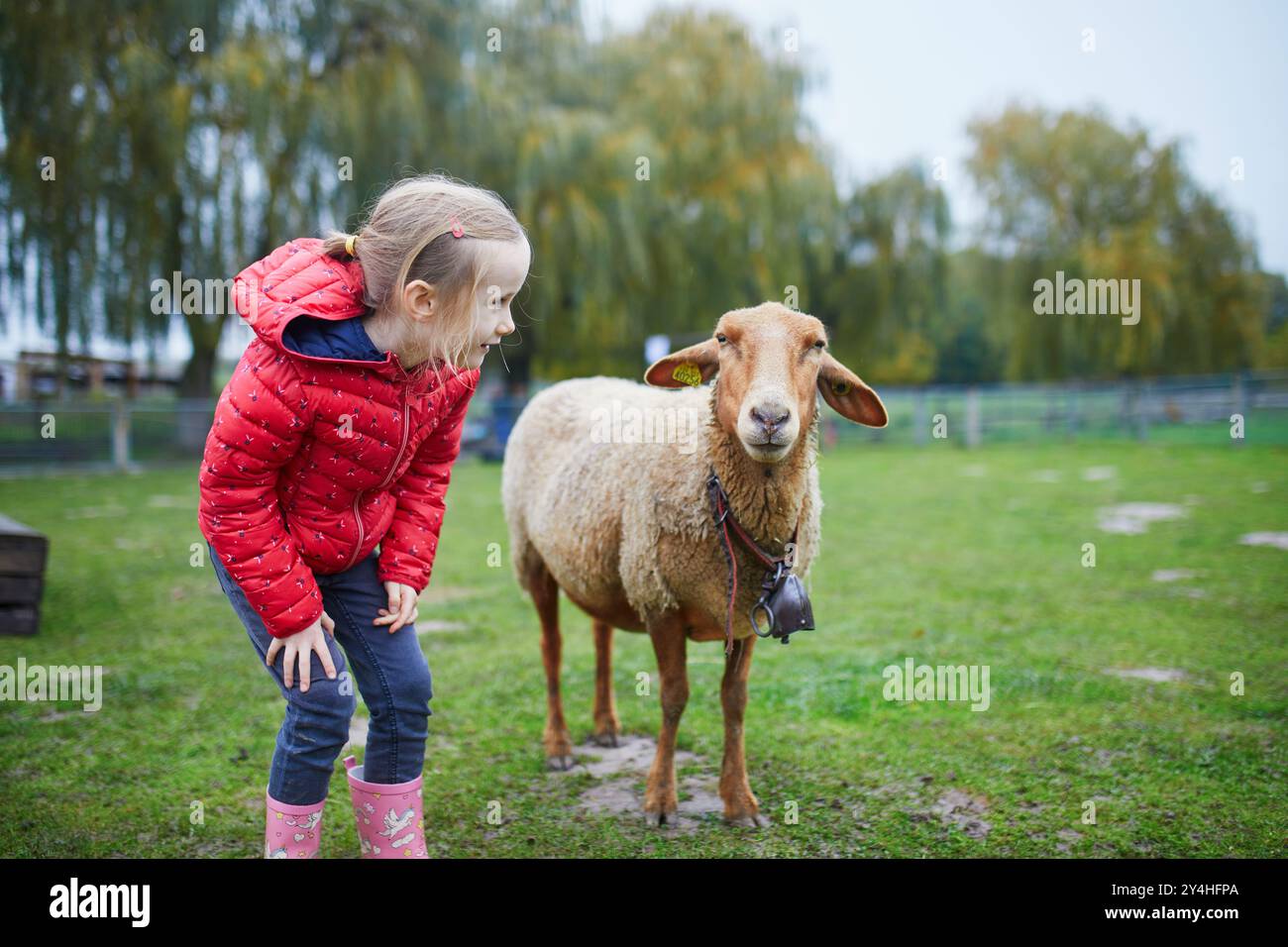 Adorable preschooler girl playing with sheep at farm Stock Photo - Alamy