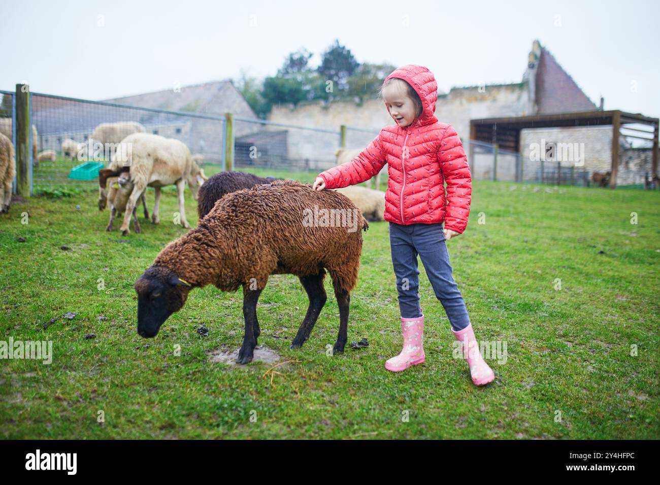 Adorable preschooler girl playing with sheep at farm Stock Photo - Alamy