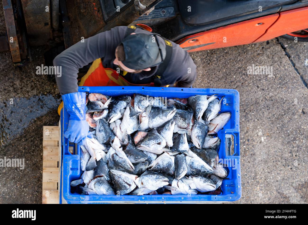 Bridlington, UK. Frozen Salmon fish heads being added to plastic trays ...