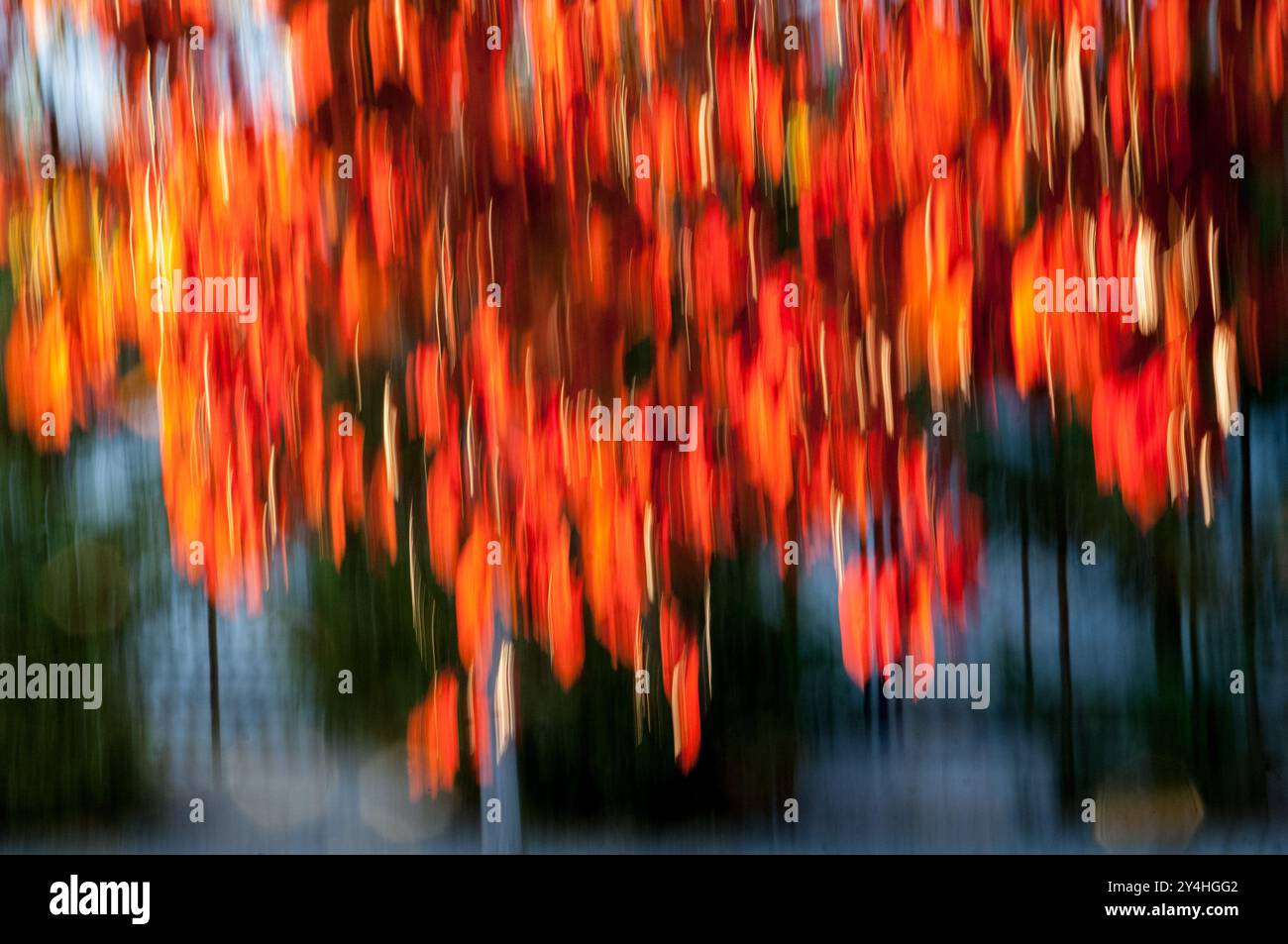 Motion leaf hi-res stock photography and images - Alamy