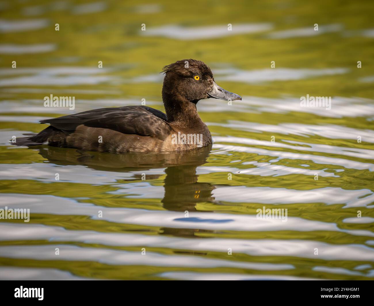 Tuffed duck hi-res stock photography and images - Alamy