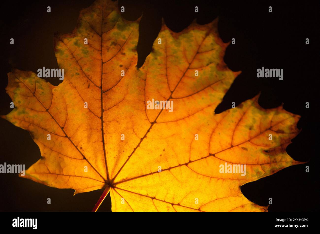 Silhouette of yellow leaf with grooves illuminated from behind on black ...