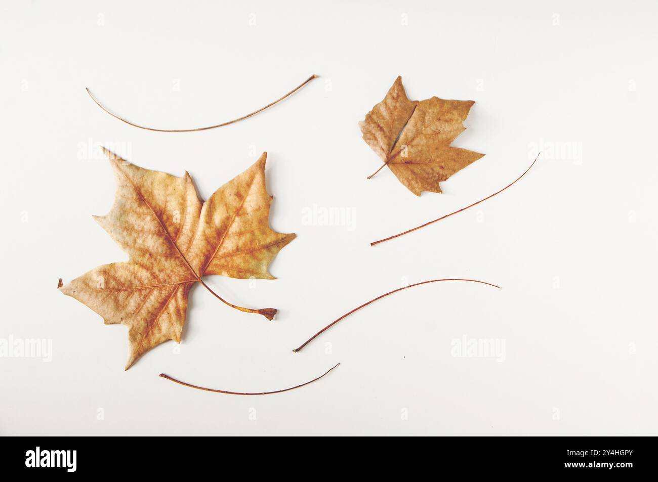 brown leaves and some twigs in wind composition on white background ...