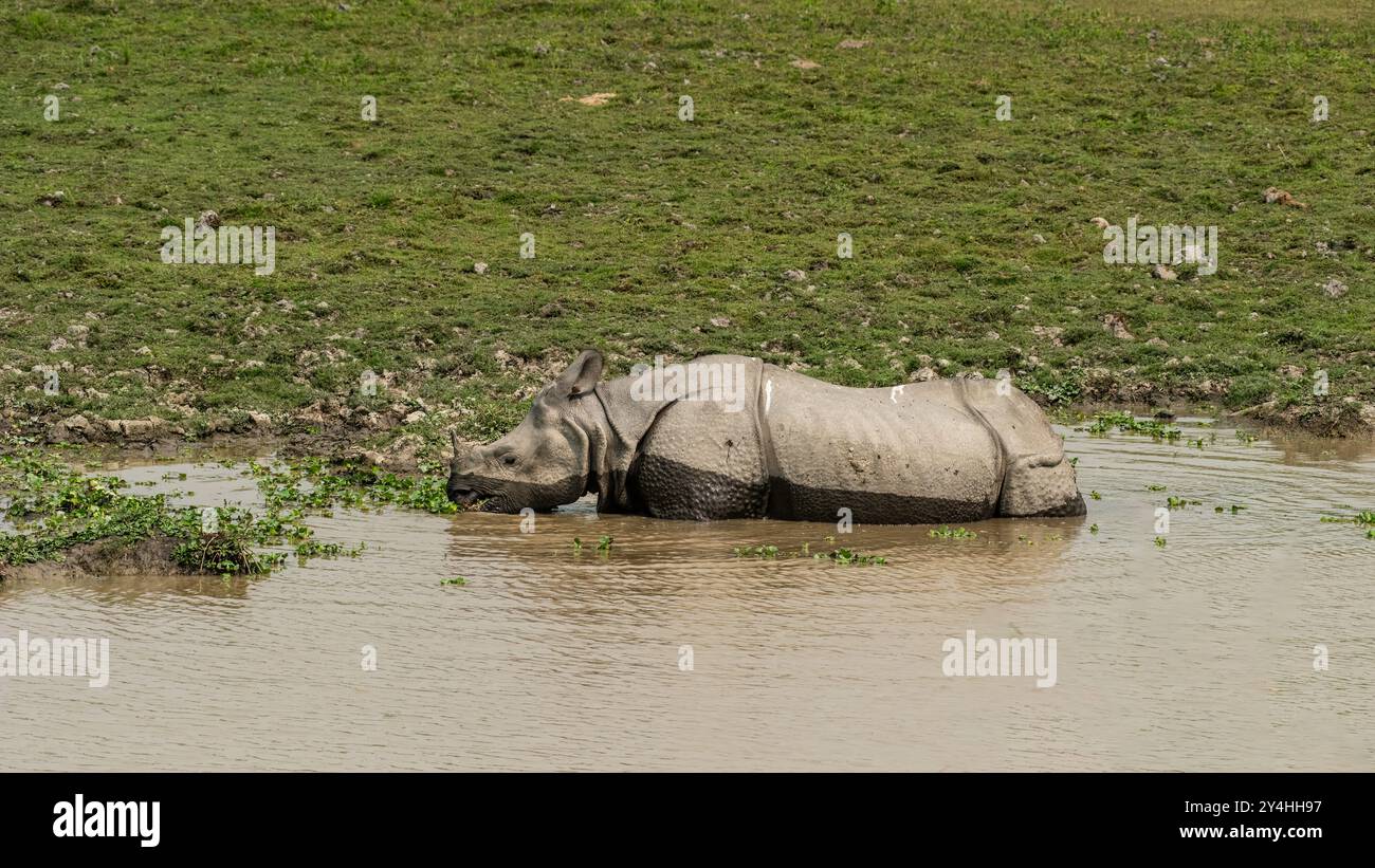 A naughty Rhino enjoying mud water bath.Single-horned rhinoceros are ...
