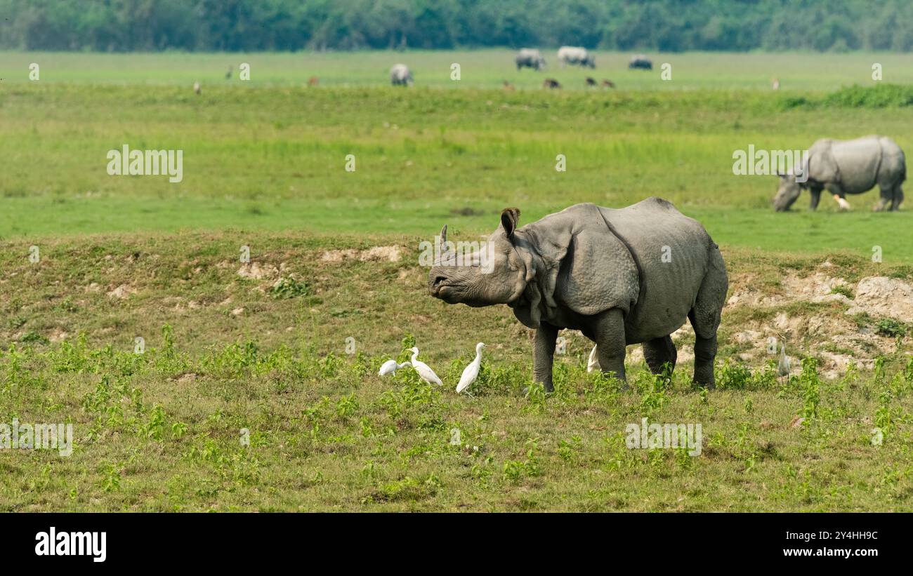 Portrait of a beautiful single horned Rhino.Single-horned rhinoceros ...