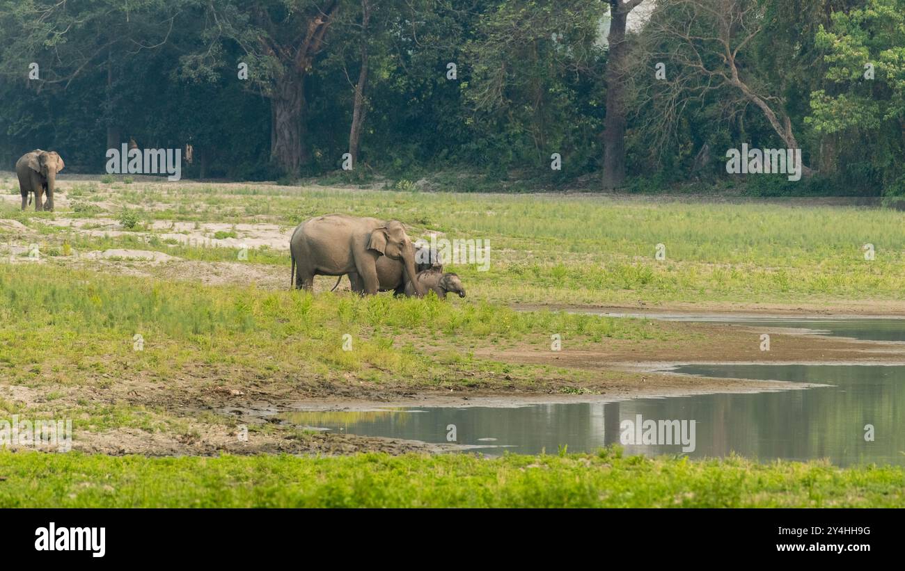 Beautiful Elephants drinking water from a waterbody.Asian elephants are ...