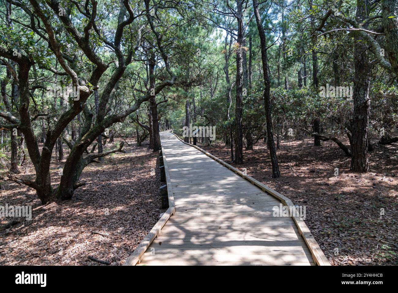 Boardwalk hiking trail at the Currituck Banks Reserve, North Carolina ...