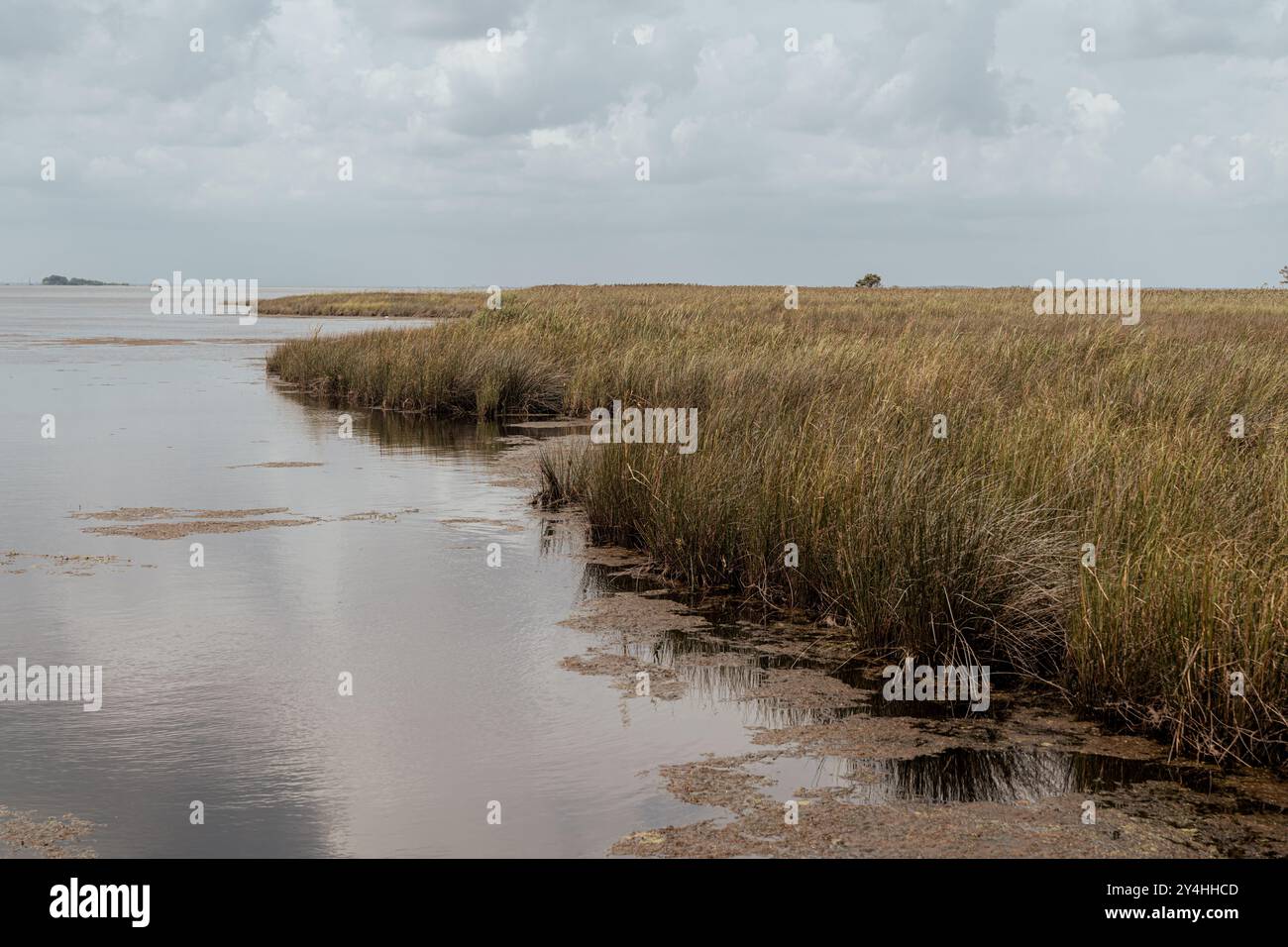 Marsh area at the Currituck Banks Estuaine maritime forest hiking area ...
