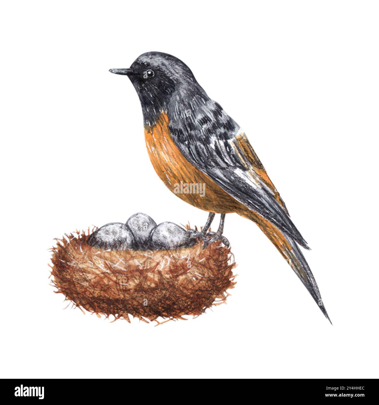 Redstart bird clipart hi-res stock photography and images - Alamy
