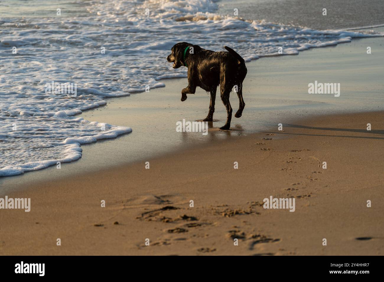 Black labrador retriever walks on the beach, headed out to swim in the ...