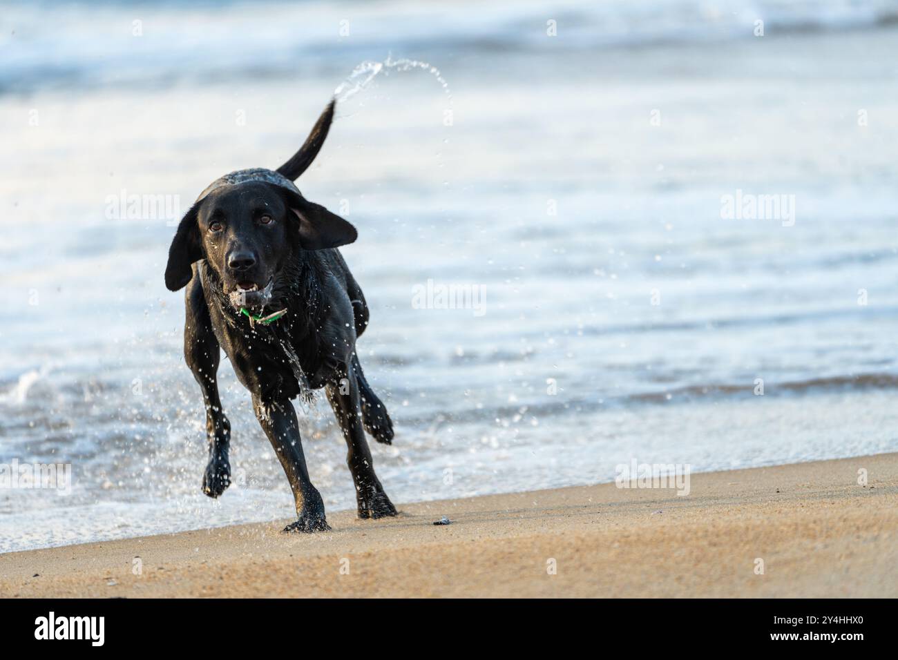 Black labrador retriever dog running out of the ocean onto the beach ...