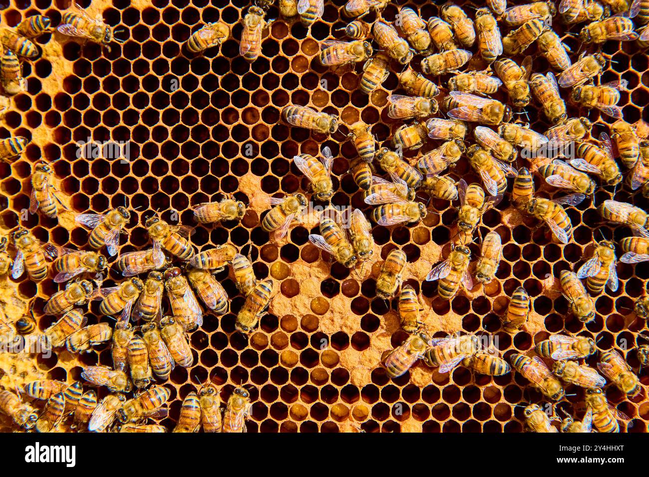 Busy Bees on Vibrant Honeycomb in Motion Stock Photo - Alamy