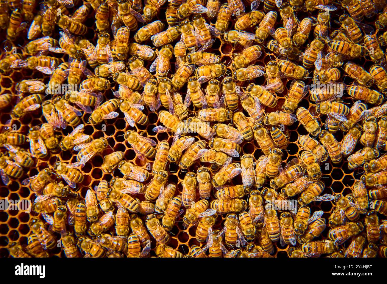 Managed hive hi-res stock photography and images - Alamy