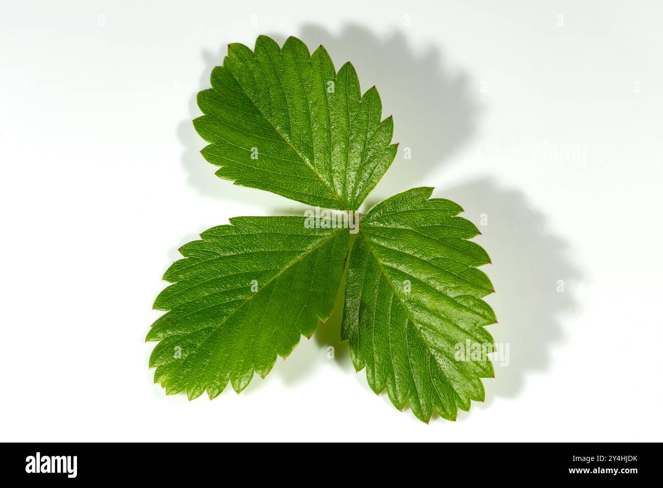 Single green strawberry leaf isolated on white background. Full depth ...