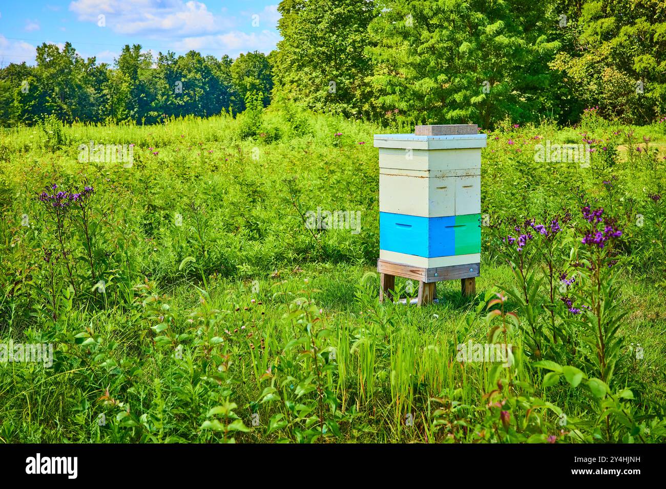 Colorful Beehive in Lush Field Eye-Level Perspective Stock Photo - Alamy