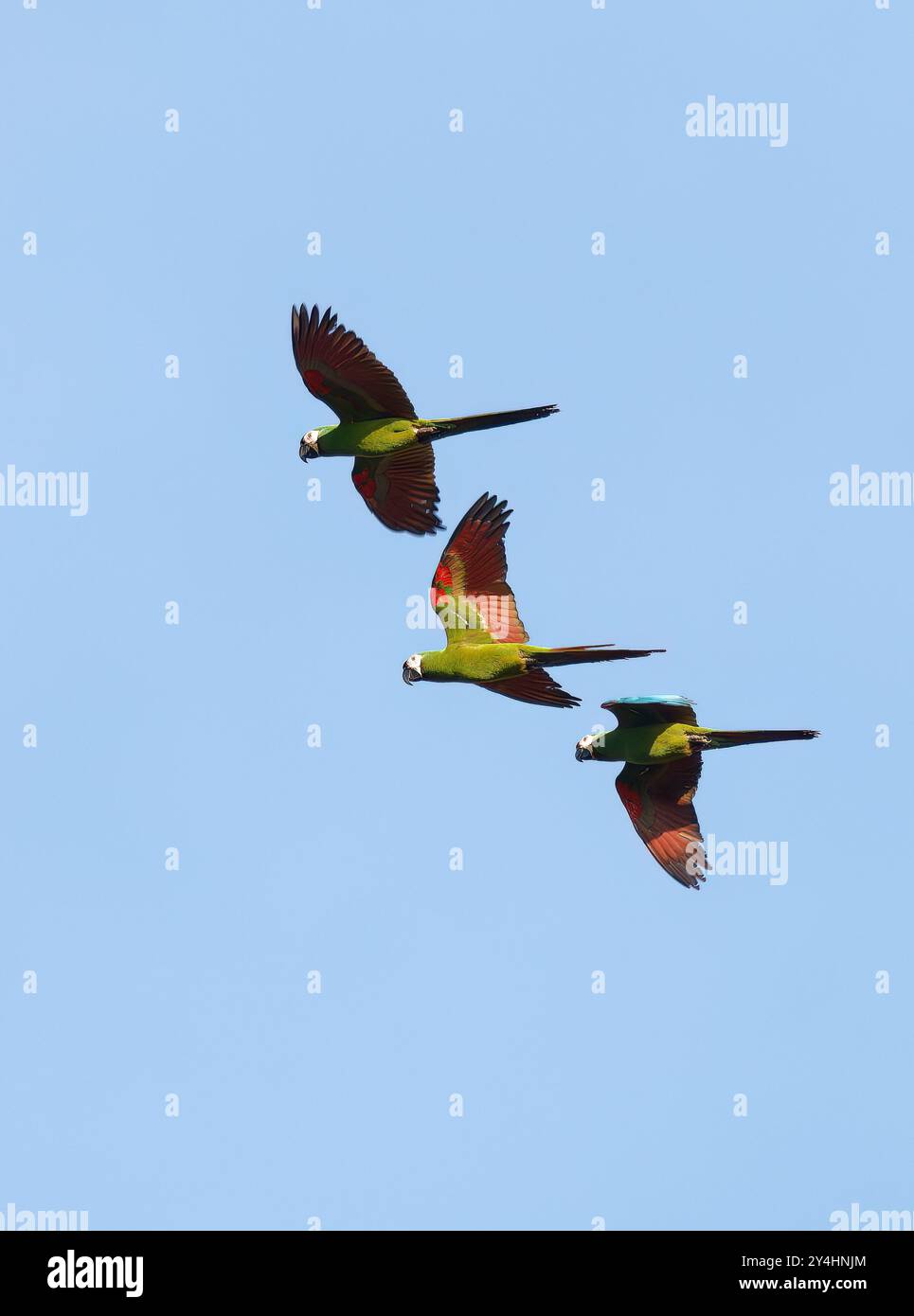 Chestnut-fronted macaw, severe macaw, Rotbugara, Ara vert, Ara severus ...