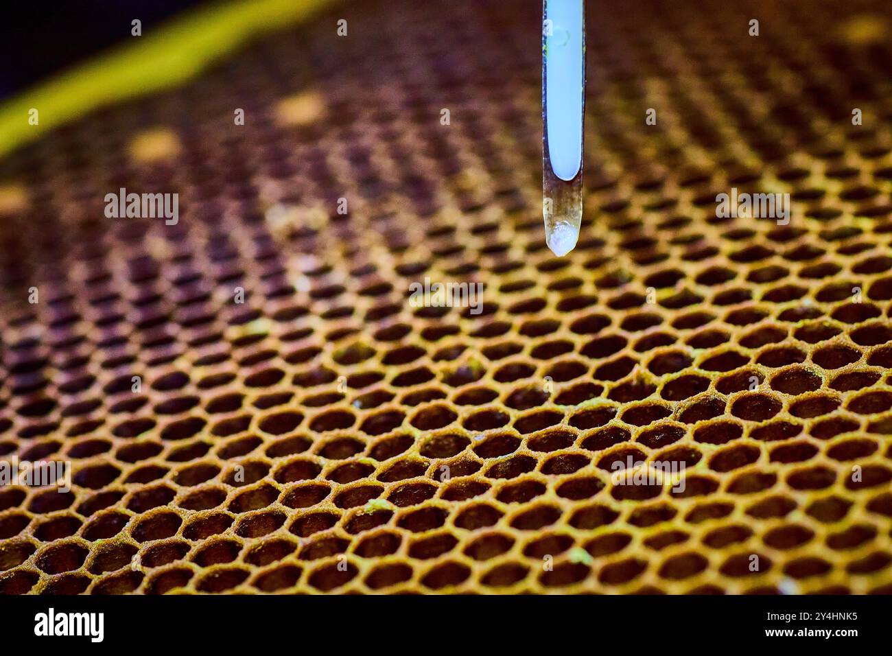 Honeycomb with Grafting in Focused Laboratory Perspective Stock Photo ...