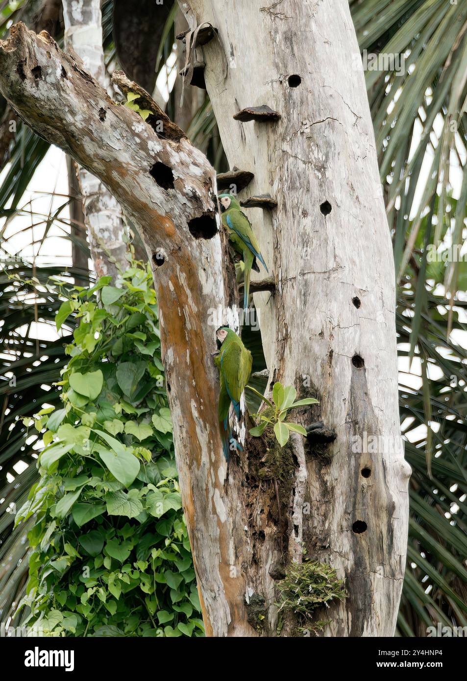 Chestnut-fronted macaw, severe macaw, Rotbugara, Ara vert, Ara severus ...