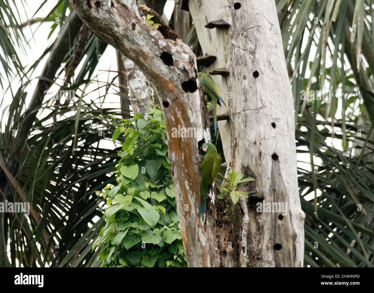 Chestnut-fronted macaw, severe macaw, Rotbugara, Ara vert, Ara severus ...