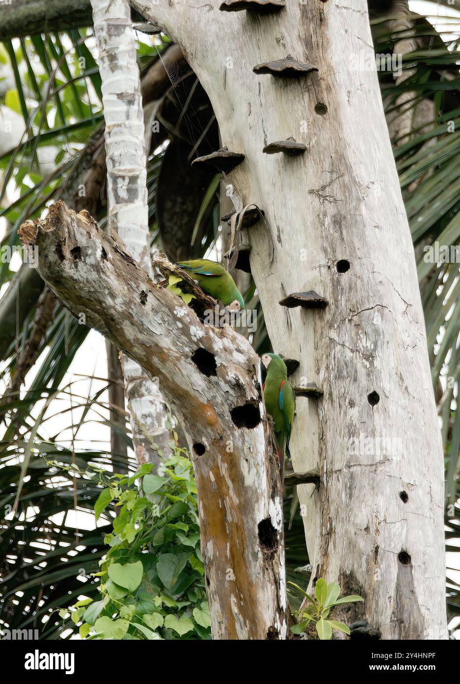 Chestnut-fronted macaw, severe macaw, Rotbugara, Ara vert, Ara severus ...