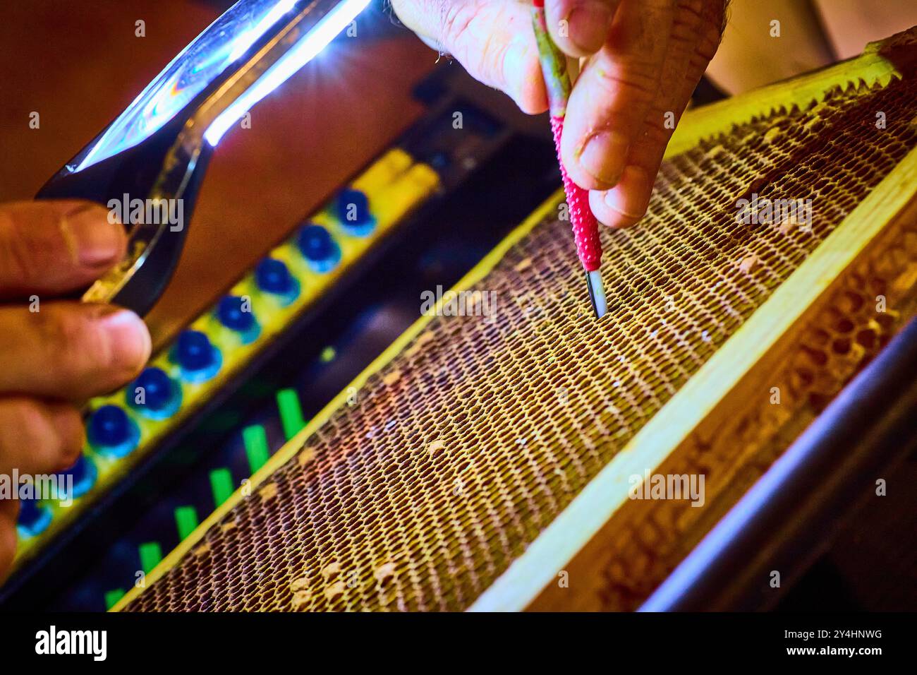 Hands Grafting on Honeycomb with Grafting Tool and Magnifier Close-Up ...