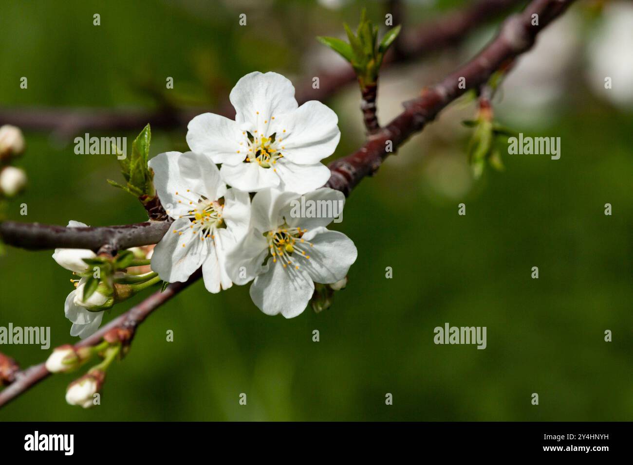 Branches of flowering sand cherry tree covered in white blossoms Stock ...
