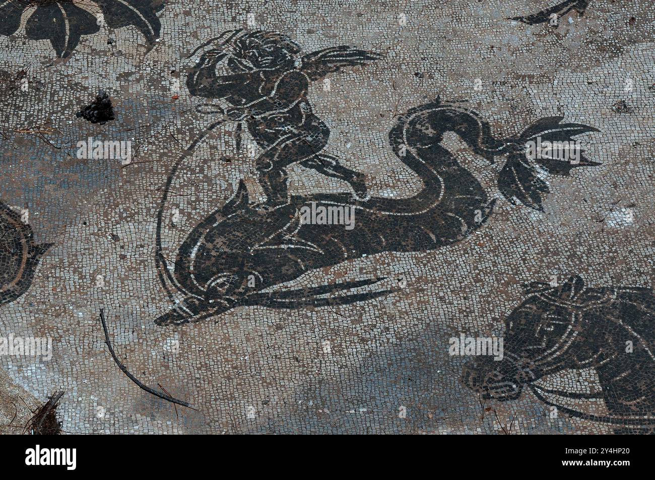 Winged god riding dolphin in detail from the Roman Neptune mosaic in ...