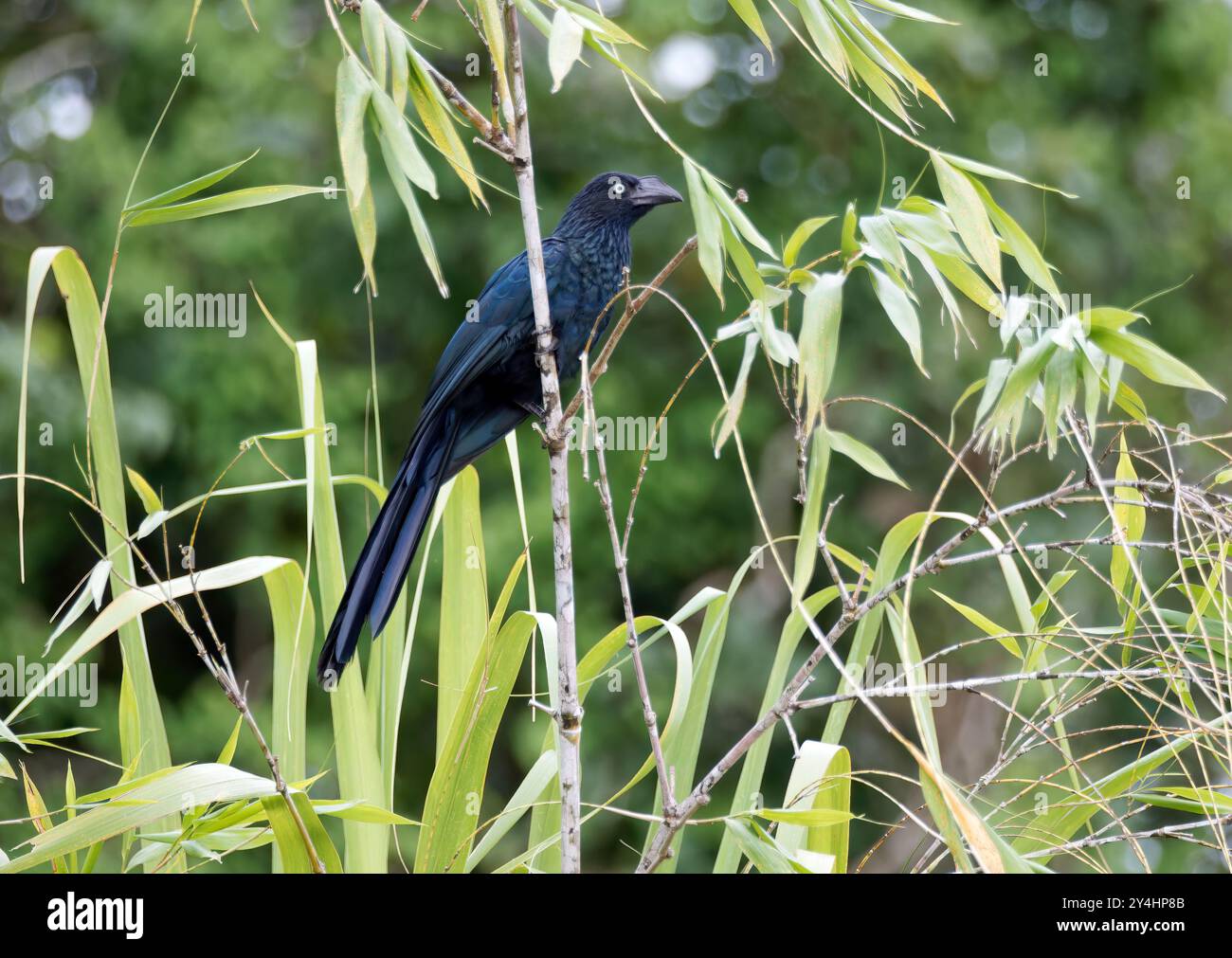 Greater ani, Riesenani, Ani des palétuviers, Crotophaga major, nagy ani ...