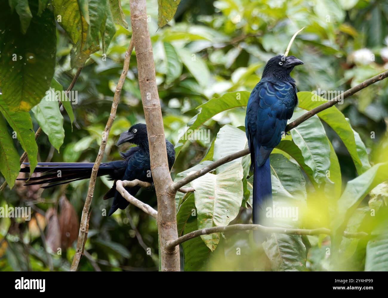 Greater ani, Riesenani, Ani des palétuviers, Crotophaga major, nagy ani ...