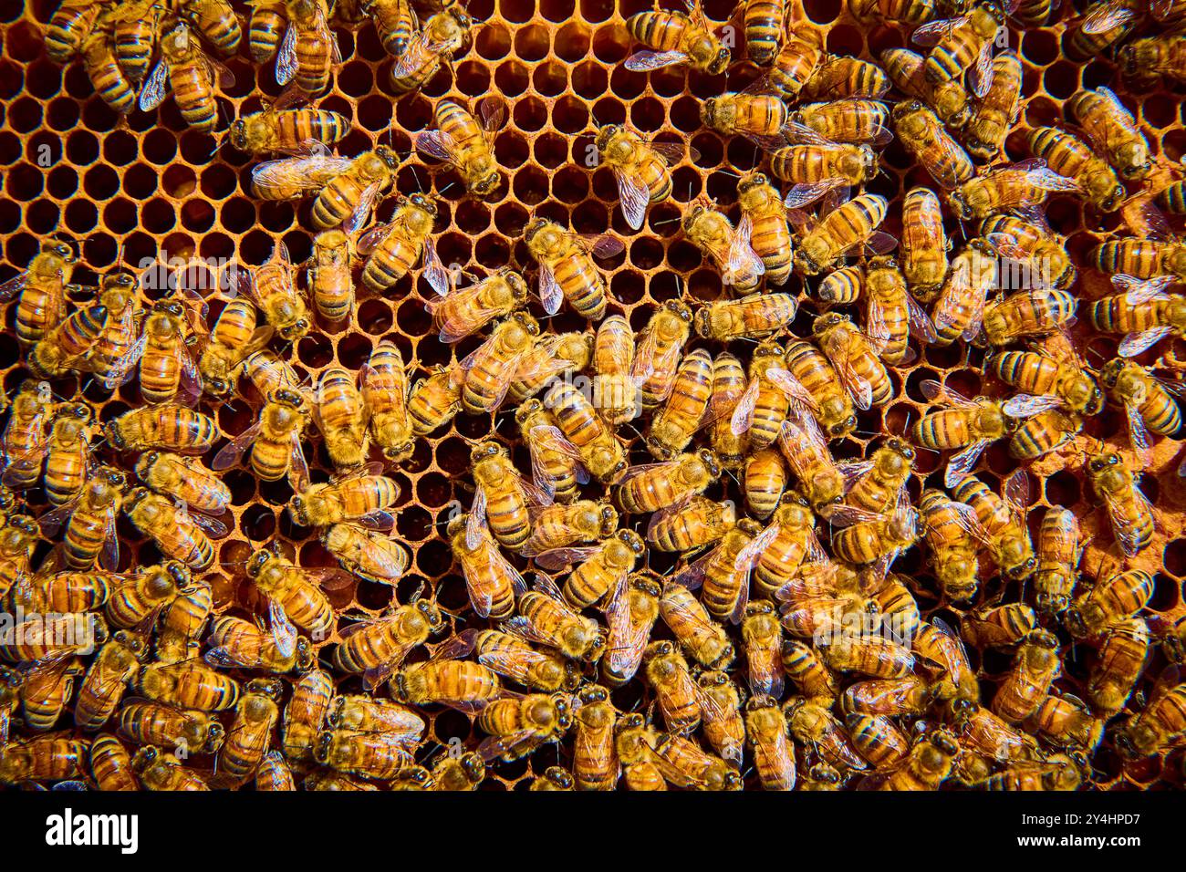 Honeybee Activity on Honeycomb Close-Up Motion Stock Photo - Alamy