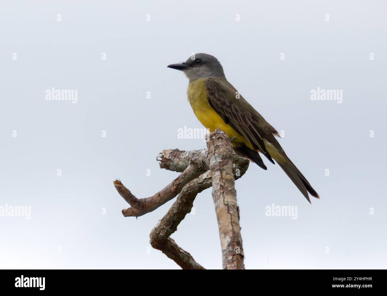 Tropical kingbird, Trauertyrann, Tyran mélancolique, Tyrannus melancholicus, trópusi ...