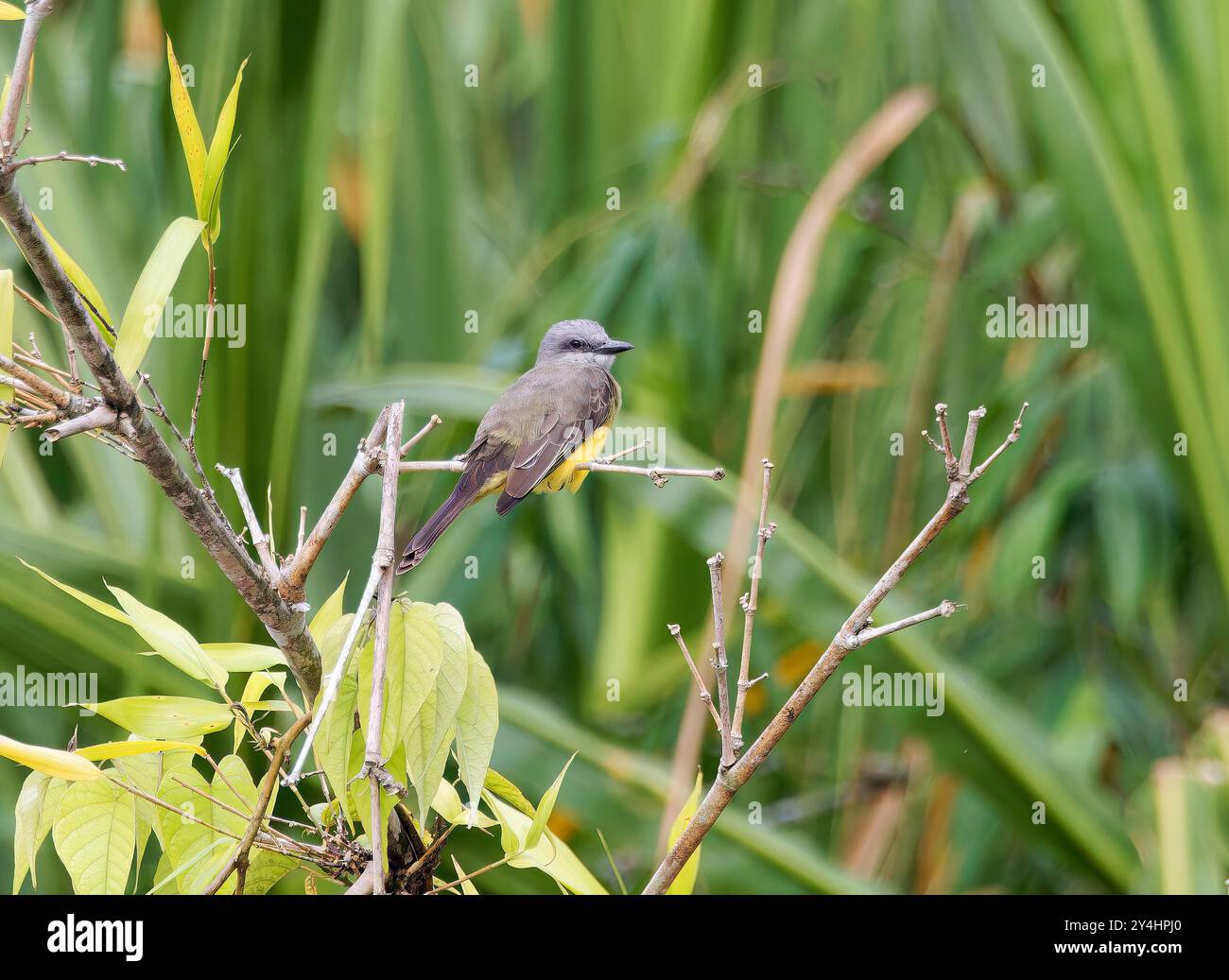 Tropical kingbird, Trauertyrann, Tyran mélancolique, Tyrannus melancholicus, trópusi ...