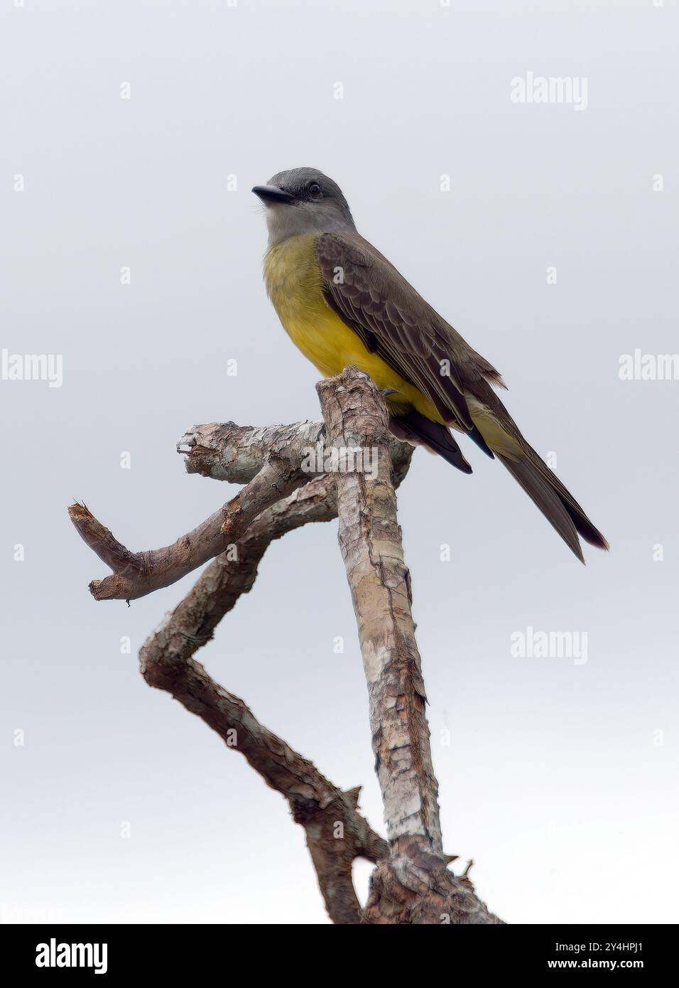 Tropical kingbird, Trauertyrann, Tyran mélancolique, Tyrannus melancholicus, trópusi ...