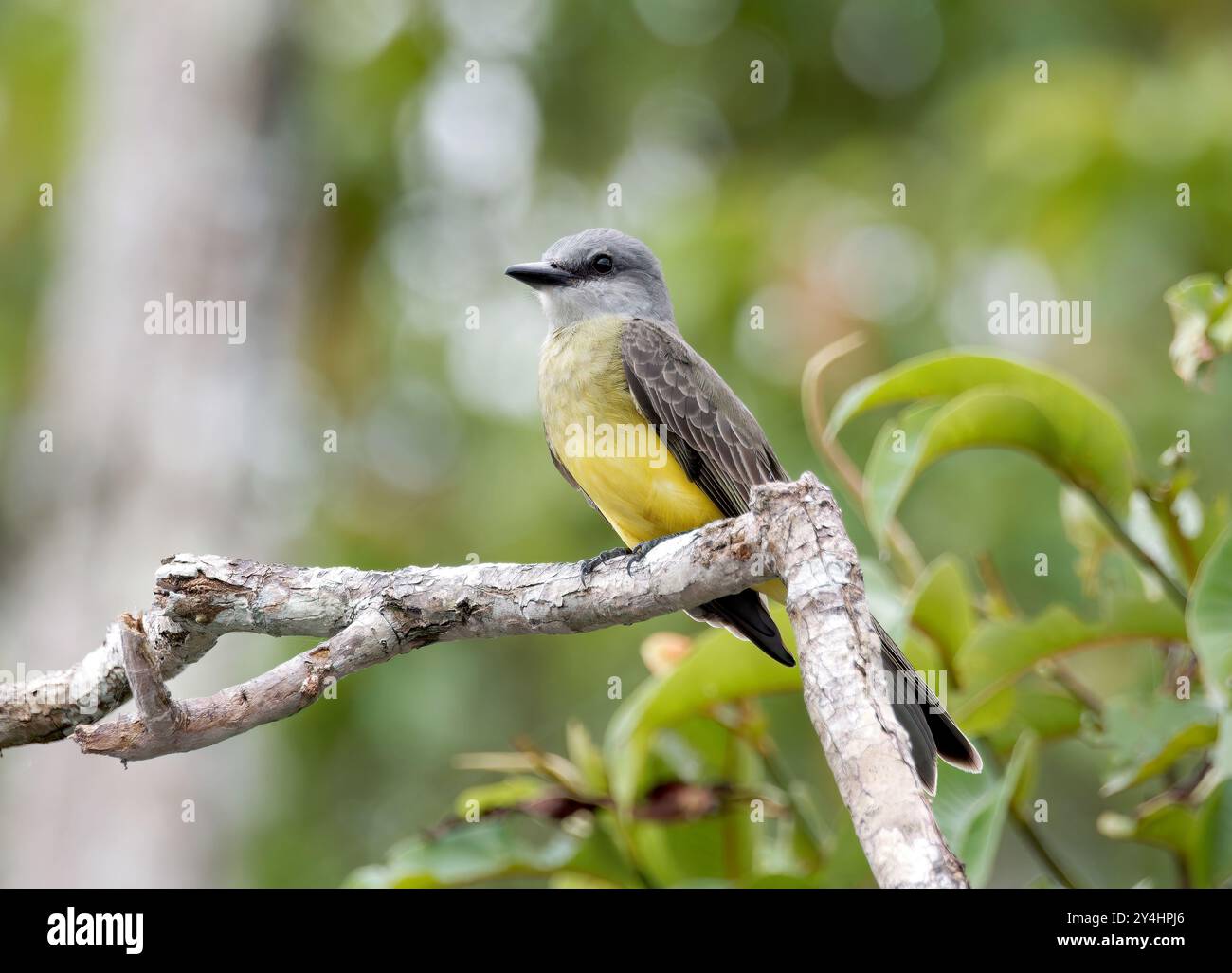 Tropical kingbird, Trauertyrann, Tyran mélancolique, Tyrannus melancholicus, trópusi ...