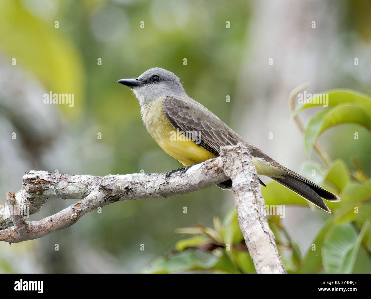 Tropical kingbird, Trauertyrann, Tyran mélancolique, Tyrannus melancholicus, trópusi ...