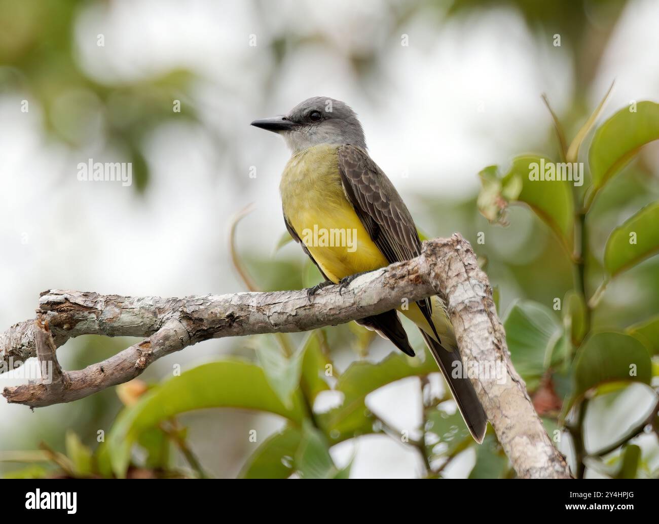 Tropical kingbird, Trauertyrann, Tyran mélancolique, Tyrannus melancholicus, trópusi ...