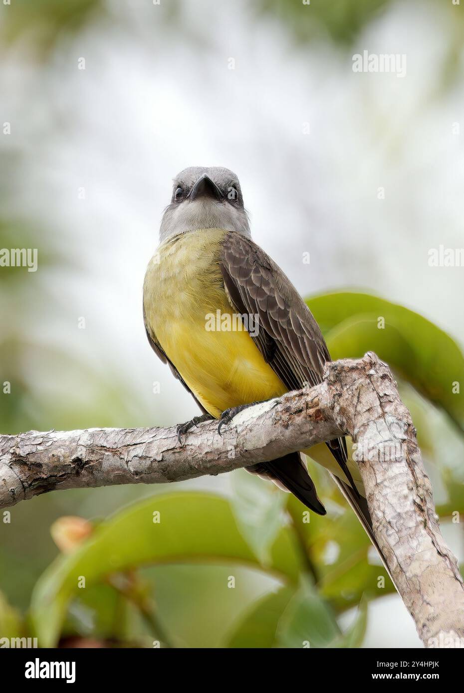 Tropical kingbird, Trauertyrann, Tyran mélancolique, Tyrannus melancholicus, trópusi ...