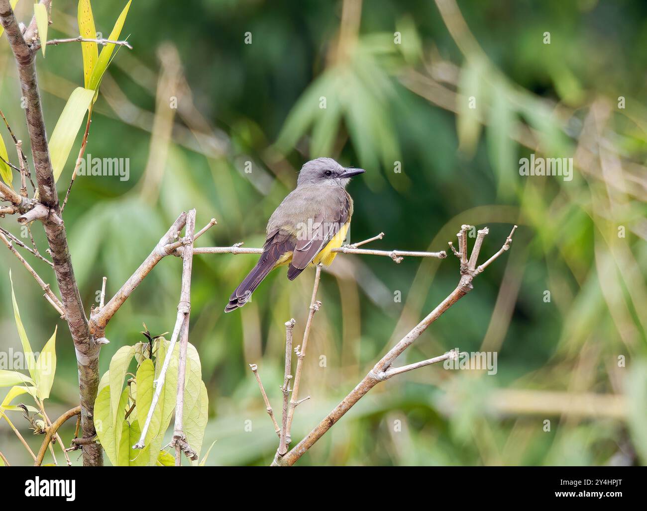 Tropical kingbird, Trauertyrann, Tyran mélancolique, Tyrannus melancholicus, trópusi ...