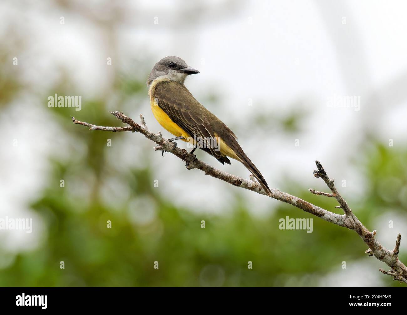 Tropical kingbird, Trauertyrann, Tyran mélancolique, Tyrannus melancholicus, trópusi ...